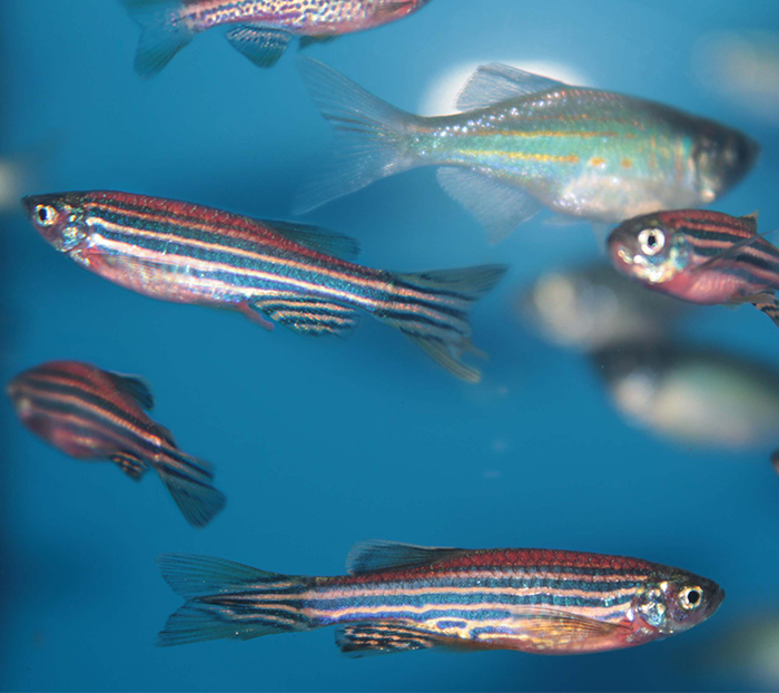 Fish give insight on sound sensitivity in autism - Queensland Brain ...