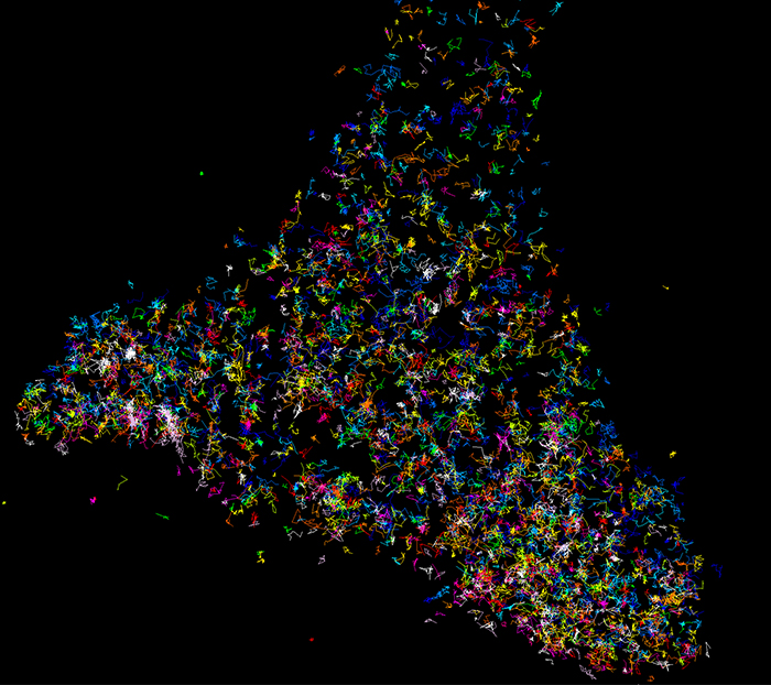 Tracking cell workhorse leads to new protein cluster clue - Queensland ...