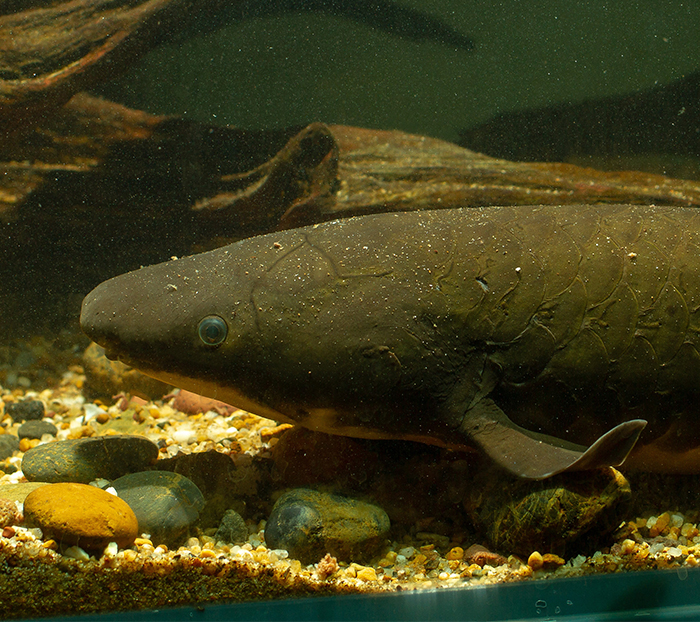 'Living fossil' provides key clues to brain evolution - Queensland ...