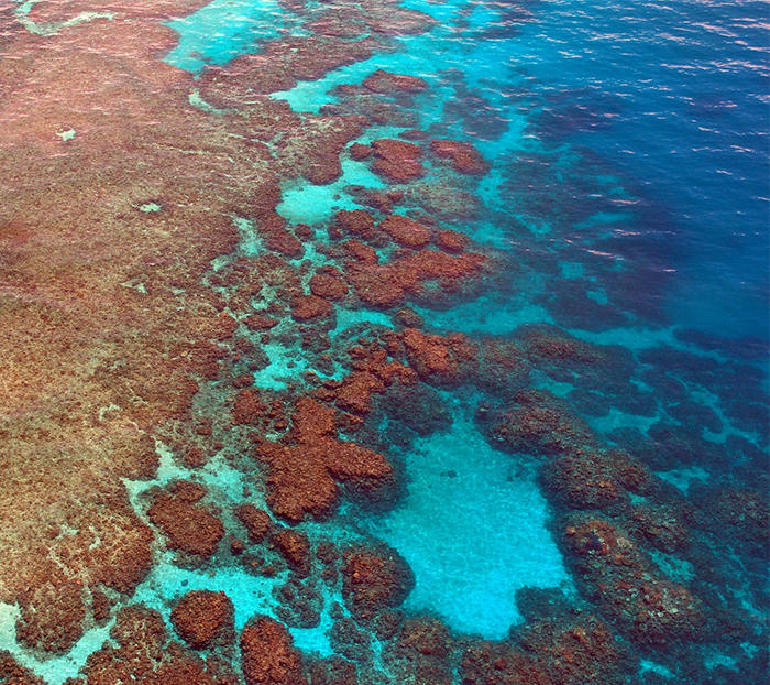 Volunteer marine biologists dive into reef conservation - Queensland ...